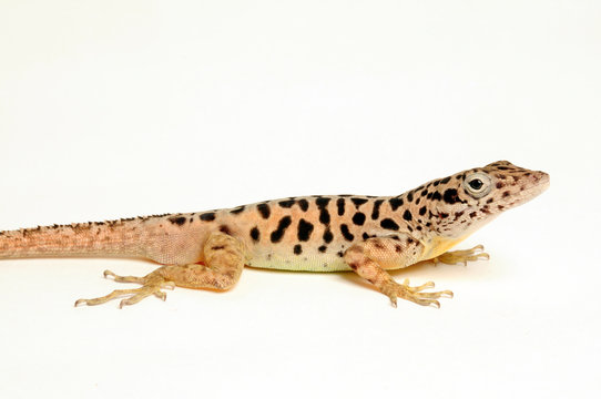 Saban Images – Browse 141 Stock Photos, Vectors, and Video | Adobe Stock