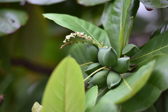 Badamier Images – Parcourir 1,504 le catalogue de photos, vecteurs et ...