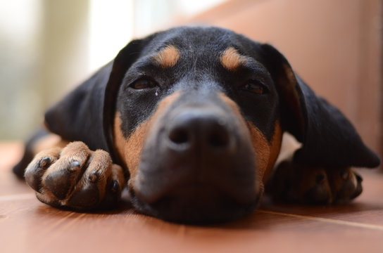 Doog Images – Browse 165 Stock Photos, Vectors, and Video | Adobe Stock