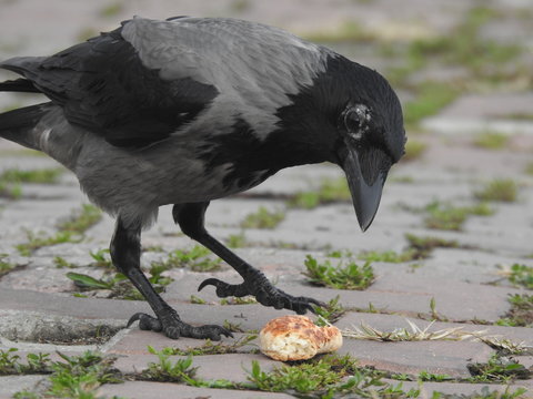 Karga Images – Browse 55 Stock Photos, Vectors, and Video | Adobe Stock