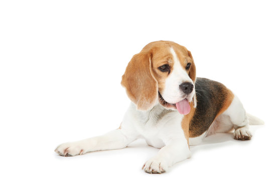 Beagle White Background Images – Browse 30,528 Stock Photos, Vectors ...