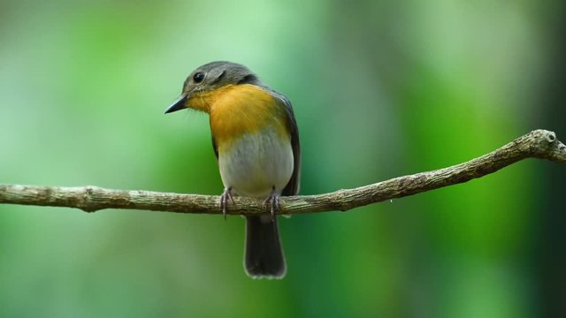 Perced Images – Browse 228 Stock Photos, Vectors, and Video | Adobe Stock