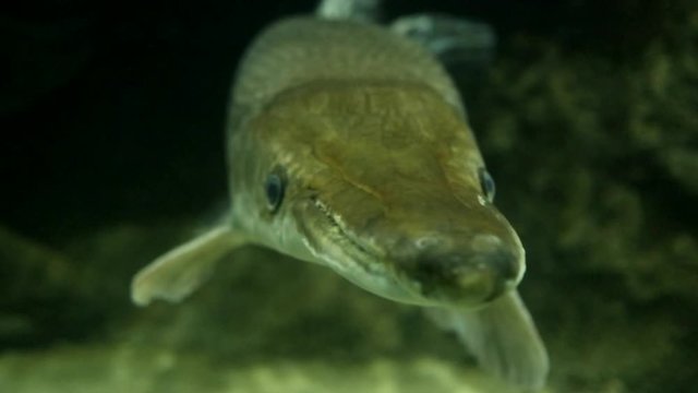 Euryhaline Images – Browse 93 Stock Photos, Vectors, and Video | Adobe ...