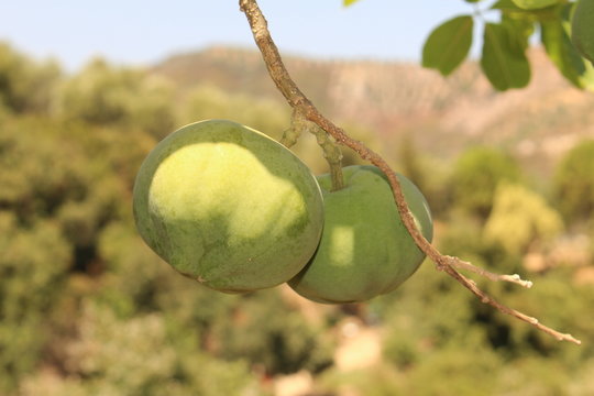 "Mexican Apple" Images – Browse 79 Stock Photos, Vectors, and Video ...