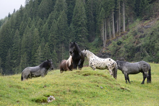 Noriker Bilder – Durchsuchen 811 Archivfotos, Vektorgrafiken und Videos ...