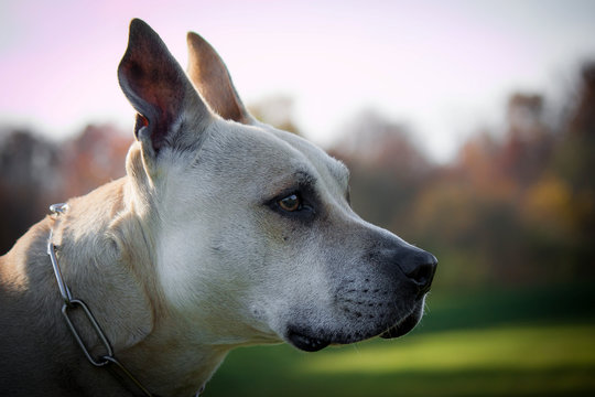 English Pitbull Bilder – Durchsuchen 1,058 Archivfotos, Vektorgrafiken ...