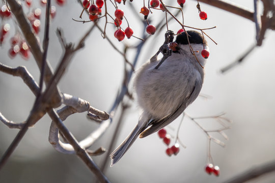 Otterrute Bilder – Durchsuchen 103 Archivfotos, Vektorgrafiken und ...
