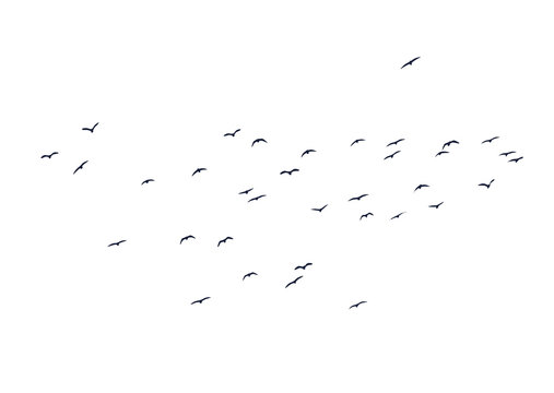 "Vector Birds" Images – Browse 269 Stock Photos, Vectors, and Video ...