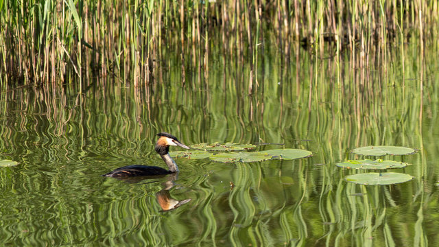 Fuut Images – Browse 338 Stock Photos, Vectors, and Video | Adobe Stock