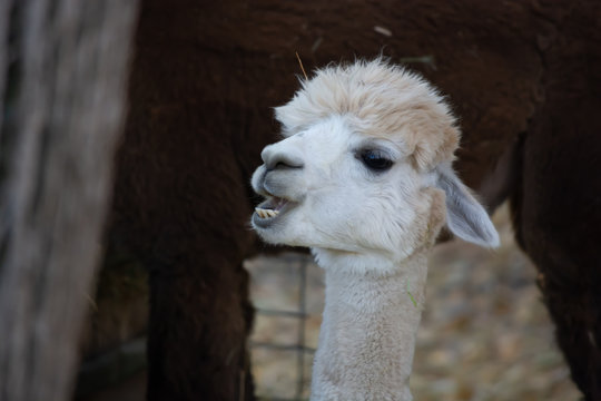 Hehe Images – Browse 36 Stock Photos, Vectors, and Video | Adobe Stock