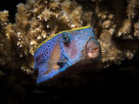 รูปภาพTrunkfish – เลือกดูภาพถ่ายสต็อก เวกเตอร์ และวิดีโอ3,261 | Adobe Stock