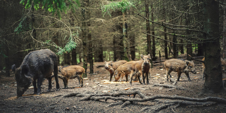 「Warchlak」の画像 - 63 件の Stock 写真、ベクターおよびビデオ | Adobe Stock