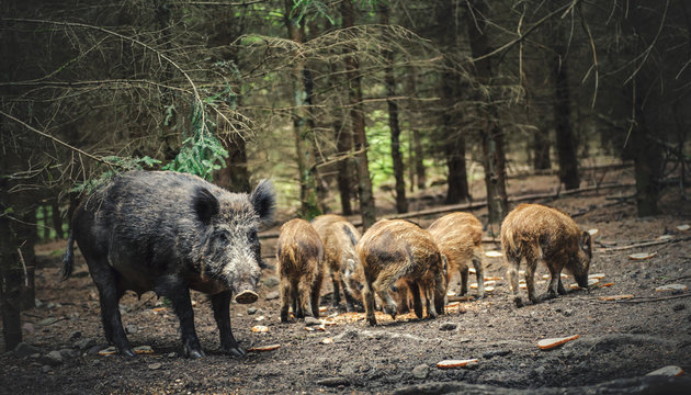 รูปภาพWarchlak – เลือกดูภาพถ่ายสต็อก เวกเตอร์ และวิดีโอ97 | Adobe Stock
