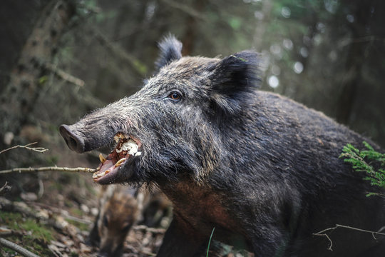 「Warchlak」の画像 - 63 件の Stock 写真、ベクターおよびビデオ | Adobe Stock