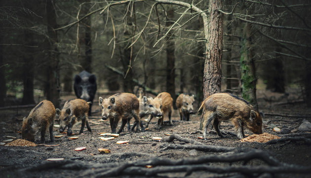 รูปภาพWarchlak – เลือกดูภาพถ่ายสต็อก เวกเตอร์ และวิดีโอ75 | Adobe Stock