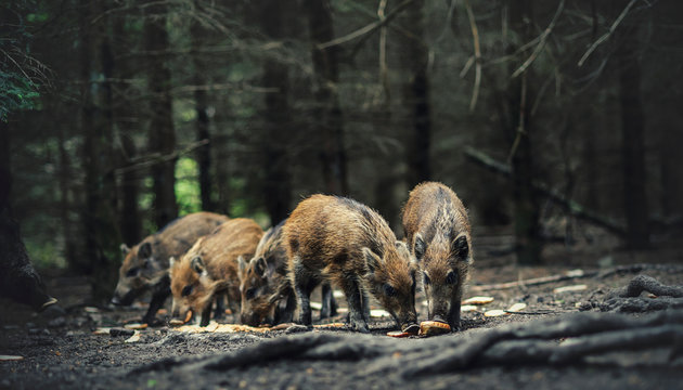 Warchlak Images – Browse 63 Stock Photos, Vectors, and Video | Adobe Stock