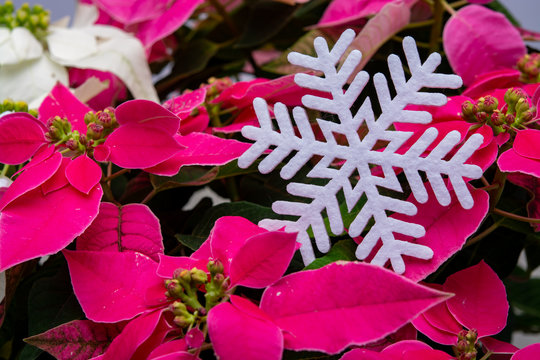 Slowflake Images – Browse 18 Stock Photos, Vectors, and Video | Adobe Stock