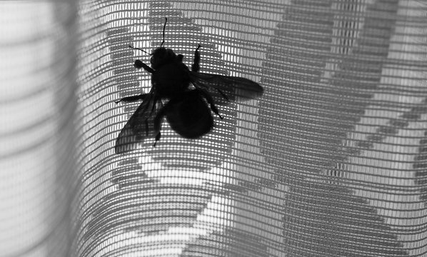 Moscardon Images – Browse 73 Stock Photos, Vectors, and Video | Adobe Stock