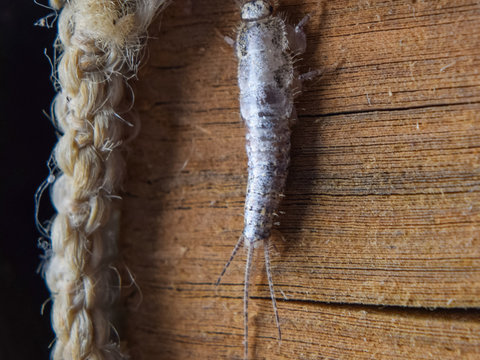 รูปภาพThysanura – เลือกดูภาพถ่ายสต็อก เวกเตอร์ และวิดีโอ485 | Adobe Stock