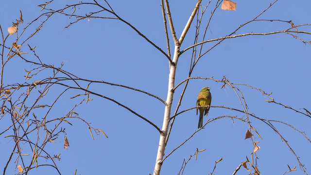 Zigolo Images – Browse 63 Stock Photos, Vectors, and Video | Adobe Stock