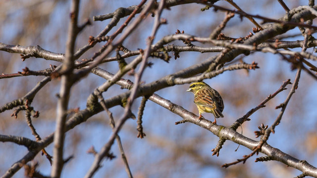 Zigolo Images – Browse 63 Stock Photos, Vectors, and Video | Adobe Stock