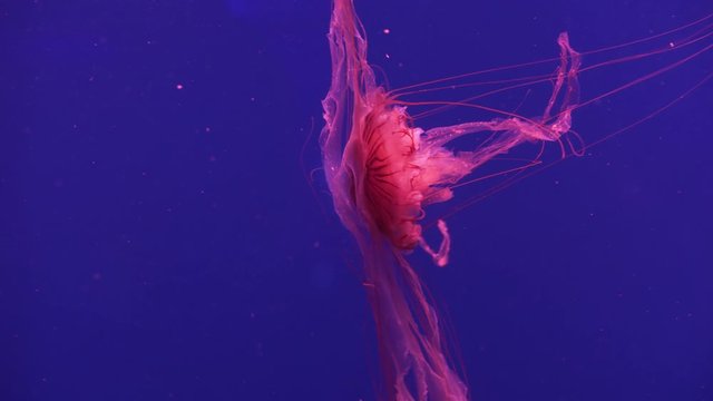 Nettle-Fish Bilder – Durchsuchen 919 Archivfotos, Vektorgrafiken und ...