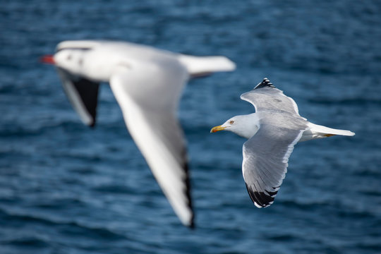Seagul Изображения: просматривайте стоковые фотографии, векторные ...