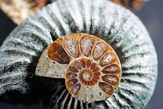 Imagens de Ammonites – Explore Fotografias do Stock, Vetores e Vídeos ...
