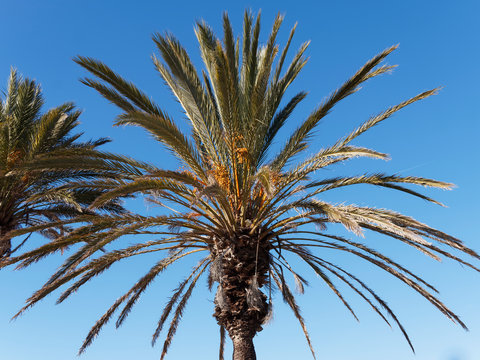 Palmier-Dattier Images – Browse 32 Stock Photos, Vectors, and Video ...