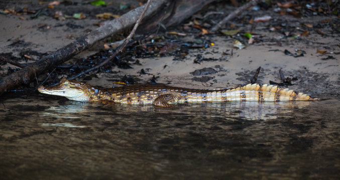 Imagens de Crocodilus – Explore Fotografias do Stock, Vetores e Vídeos de 10,128 | Adobe Stock
