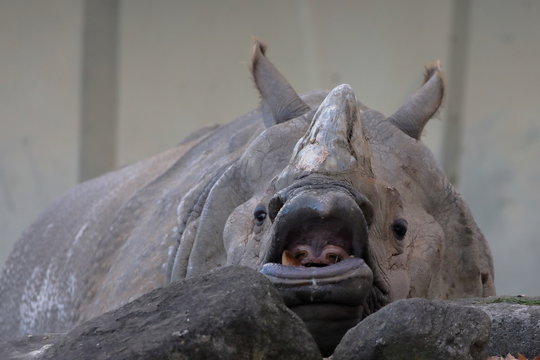 Quenk bilder – Bläddra bland 595 stockfoton, vektorer och videor ...
