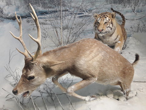 Tiger Chasing Deer