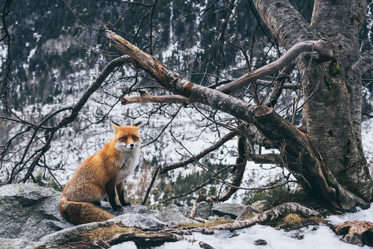 Dog-Fox bilder – Bläddra bland 70 stockfoton, vektorer och videor ...
