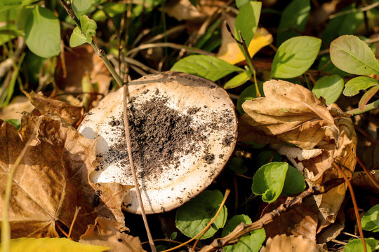 Pilzsorten Bilder – Durchsuchen 2,136 Archivfotos, Vektorgrafiken und ...