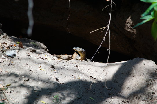 Biawak Images – Browse 44 Stock Photos, Vectors, and Video | Adobe Stock