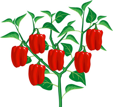Bell Pepper Plant Clipart