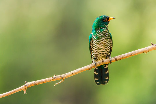 Chrysococcyx 이미지 – 찾아보기 373 스톡 사진, 벡터 및 비디오 | Adobe Stock