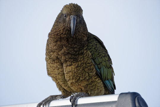 รูปภาพStrigopidae – เลือกดูภาพถ่ายสต็อก เวกเตอร์ และวิดีโอ143 | Adobe Stock