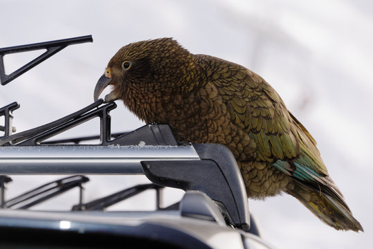 รูปภาพStrigopidae – เลือกดูภาพถ่ายสต็อก เวกเตอร์ และวิดีโอ143 | Adobe Stock