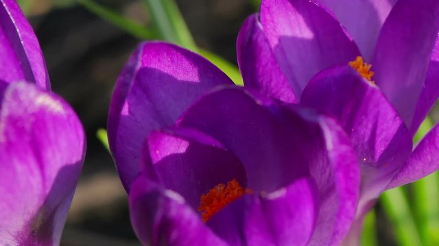 Crocus Video Footage – Browse 7,859 HD Stock Video and Footage | Adobe ...