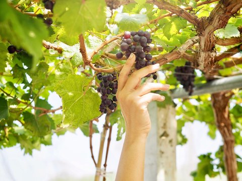 รูปภาพCostermonger – เลือกดูภาพถ่ายสต็อก เวกเตอร์ และวิดีโอ213 | Adobe ...