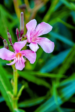 Capuyo Bilder – Durchsuchen 65 Archivfotos, Vektorgrafiken und Videos ...