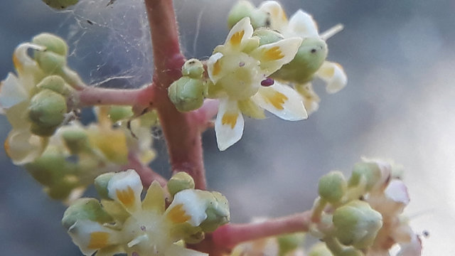 Mango Flower Parts