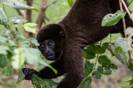 Black Monkey Study Together