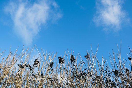 "Poisonous Berries"-Bilder: Stock-Fotos & -Videos. | Adobe Stock
