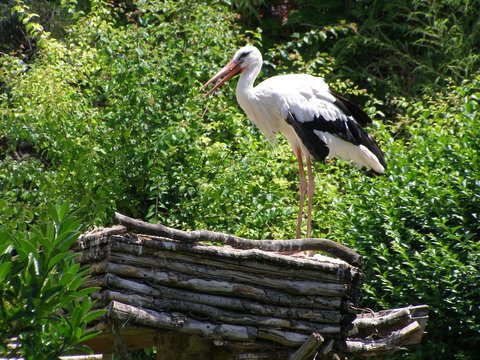 Leylek bilder – Bläddra bland 104 stockfoton, vektorer och videor ...