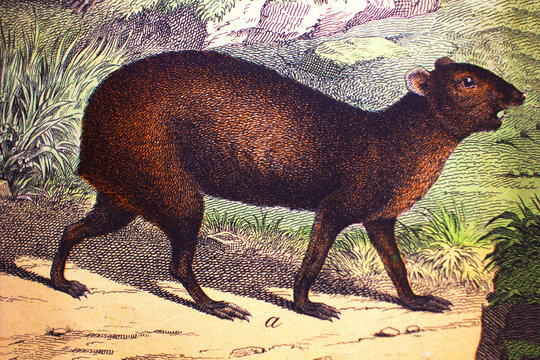 Sereque bilder – Bläddra bland 1,524 stockfoton, vektorer och videor ...