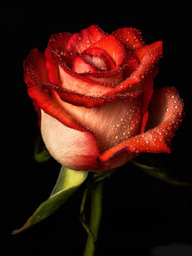 Nartur Bilder – Durchsuchen 64 Archivfotos, Vektorgrafiken und Videos ...