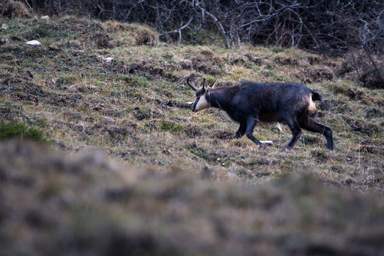 Chamoix Bilder – Durchsuchen 183 Archivfotos, Vektorgrafiken und Videos ...