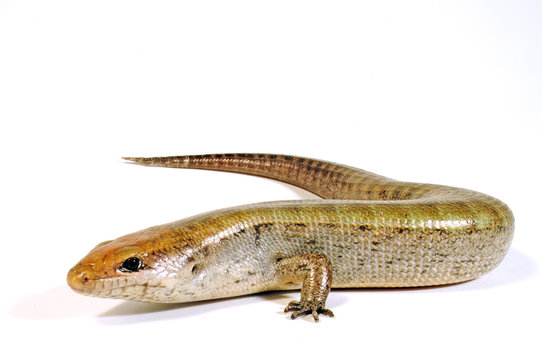 Galliwasp Bilder – Durchsuchen 188 Archivfotos, Vektorgrafiken und ...